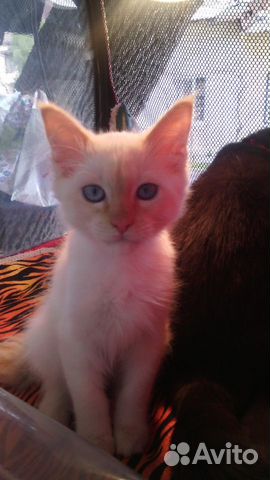 Кун+ тайская