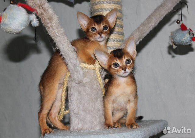Абиссинские котятки