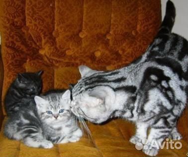 Британские котята