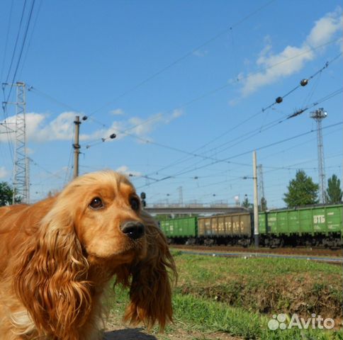 Шикарные щенки Английского кокер-спаниеля