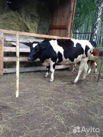 Продам дойную корову