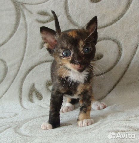 Трёхцветная кошечка кудрявый завиток