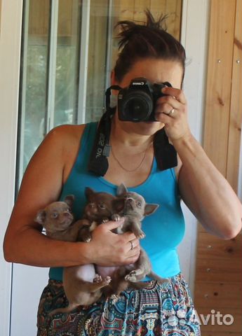 Чихуахуа мини сирень-цвет нации