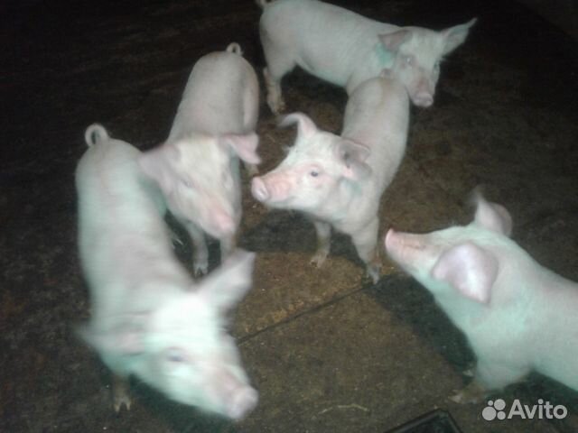 Поросята и хряк