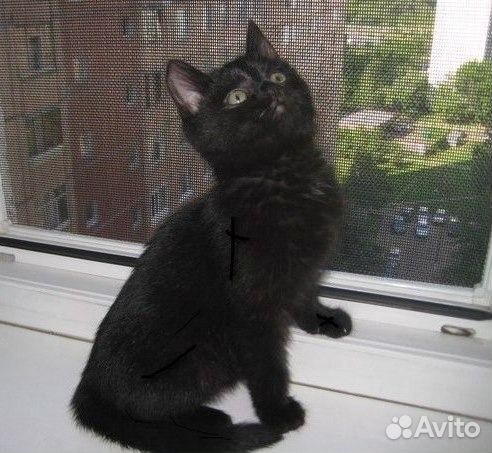 Шикарный, черный котенок - мальчик