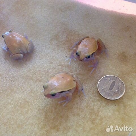 Лягушка-помидор