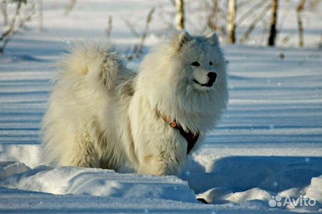 Самоед. Вязка