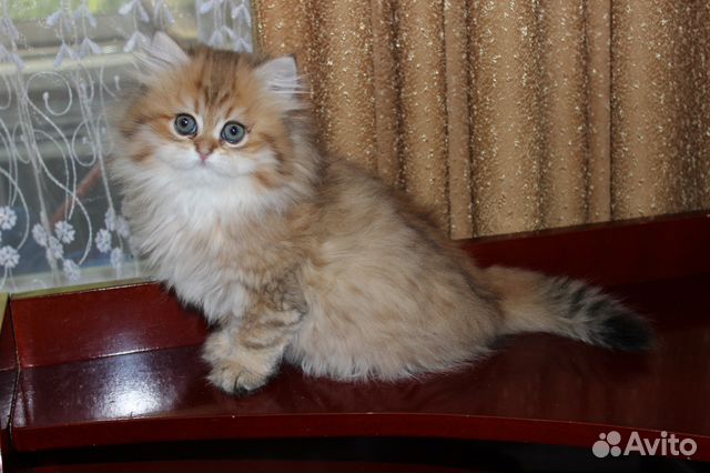 Длинношерстная британка