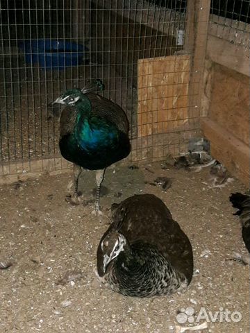 Павлины индийские самка 3 года