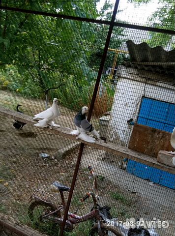 Продажа голубей Моздокской породы