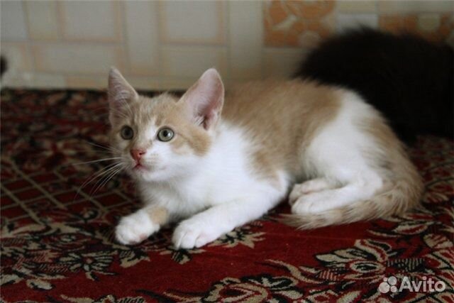 Солнечный котик 4 мес