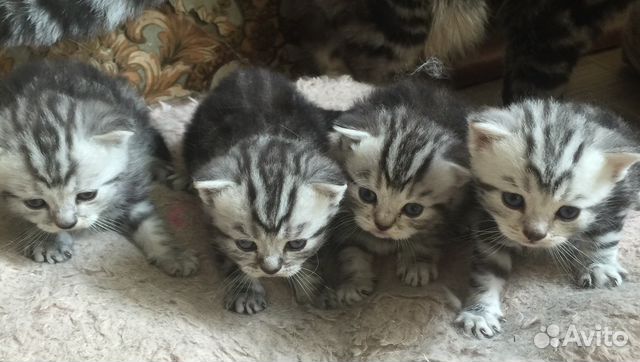 Котята мраморные шотландцы