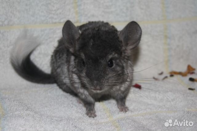 Шиншиллы с родословной. Белый Вильсона (мозаика)