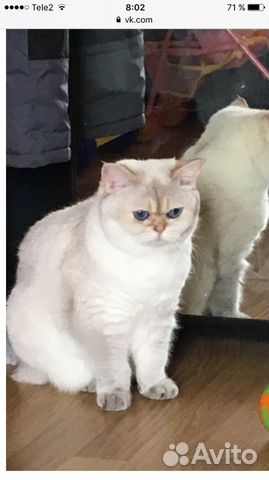 Отдам в добрые руки