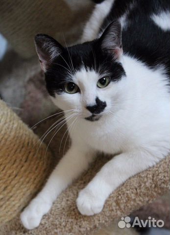 Игривый котик Бонус 2года