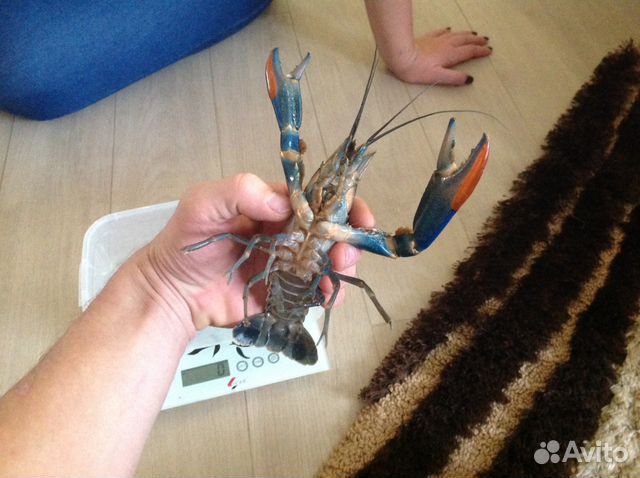 Австралийские красноклешневые раки аккр