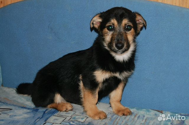 Девочка -коротколапка из приюта