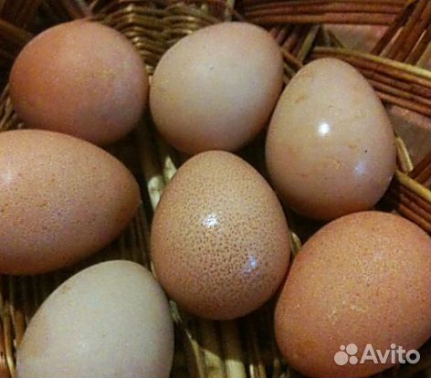 Инкубационное яйцо Цесарки