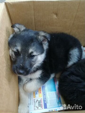 Овчаристый парень в дар