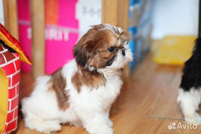 Огненная,бело-красная Королева шоу класса