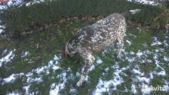 Породистый жених курцхаар