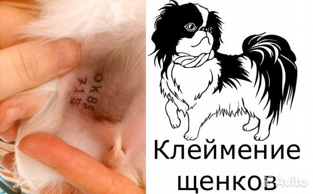 Клеймение щенков хина и всех пород. Клубные щенки