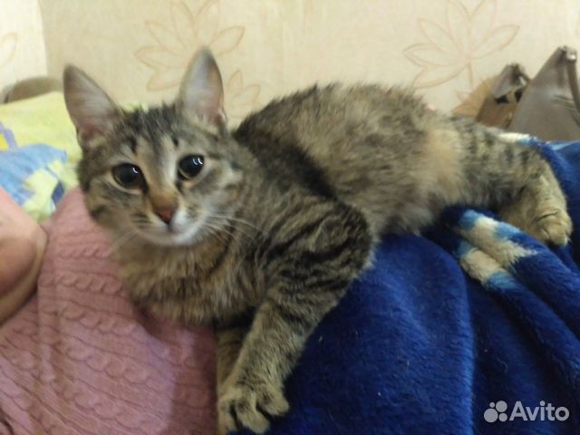 Кошка в добрые руки