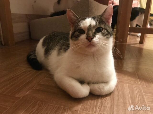 Юный котик