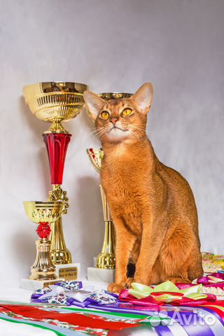 Вязка с абиссинским котом Grand Inter Champion