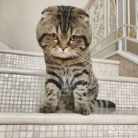 Вязка с породистым котом без док