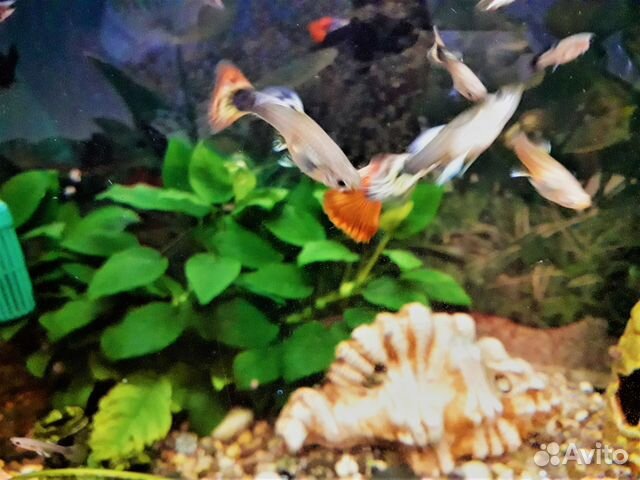 Гуппи разноцветные домашние