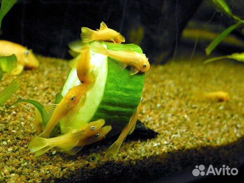 Продам сомиков анциструса