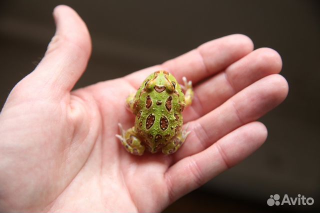 Рогатки Кранвелла