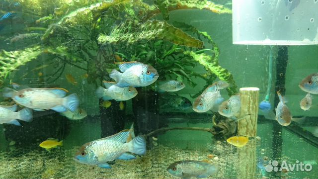 Продам Nannacara electric blue