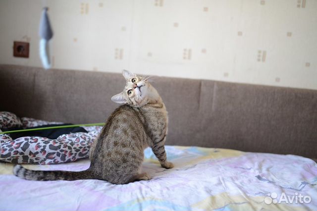 Трехлапый котик Сильвер мечтает о семье