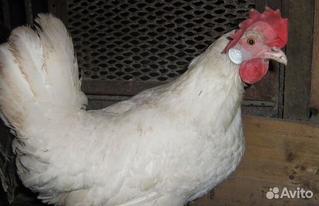 Продам несушек. Доставка бесплатно