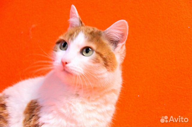 Зарина. Миниатюрная спокойная кошечка 5 лет