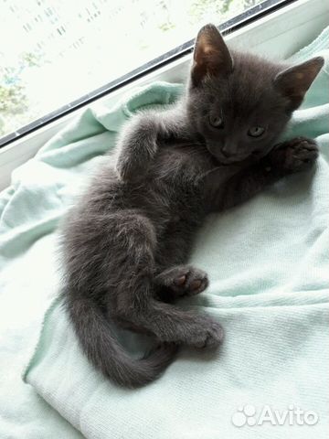 Русская голубая котенок в дар девочка