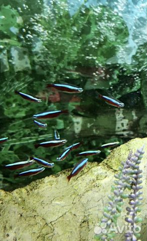 Аквариумная рыбка - неон красный