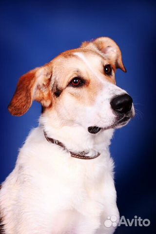 Элис ждёт своих хозяев