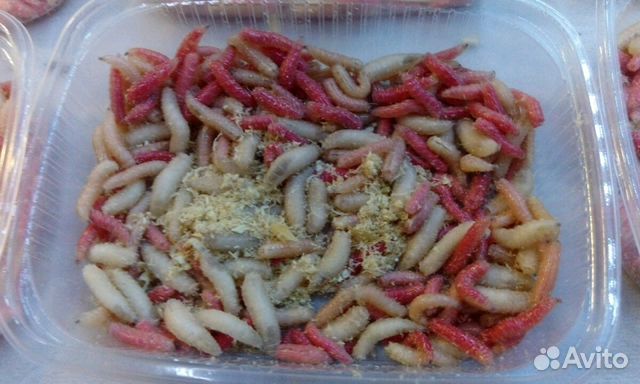 Опарыш долгоживущий розница,опт