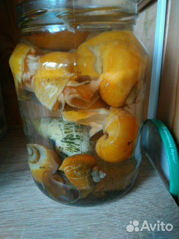 Улитки ампулярии,15шт, взрослые