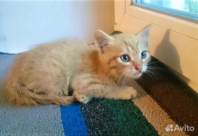 Рыжий пушистый котенок мальчик в дар - 2 мес