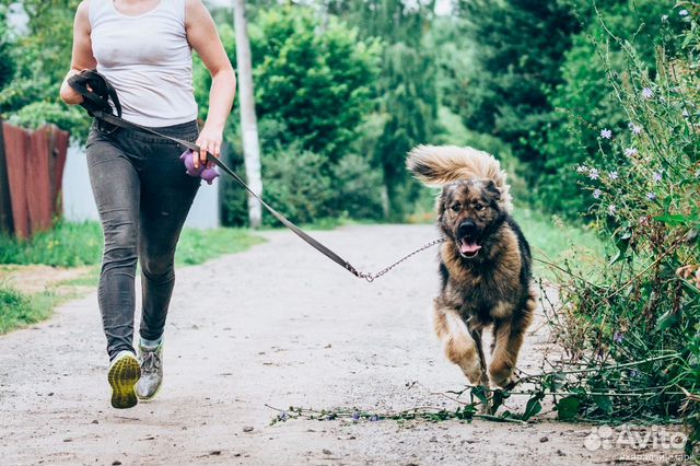 Очень красивый метис Кавказской овчарки в дар