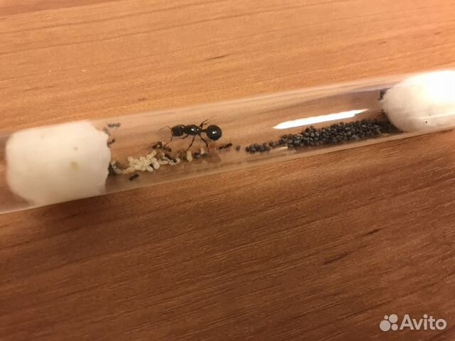 Муравьи Messor structor