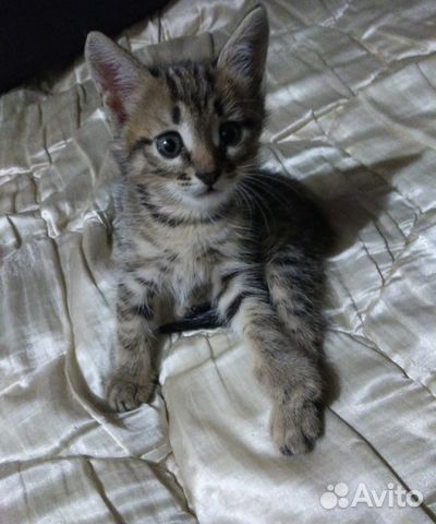 Плюшевый котенок - тигренок в хорошие руки