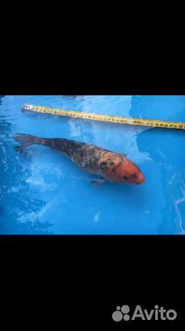 Рыба для пруда