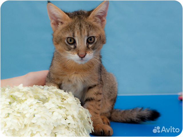 Котята чаузи ф1