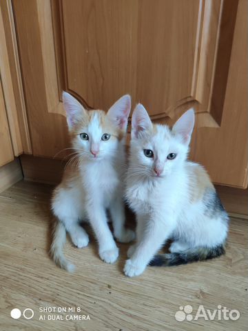 Отдам котят в добрые руки