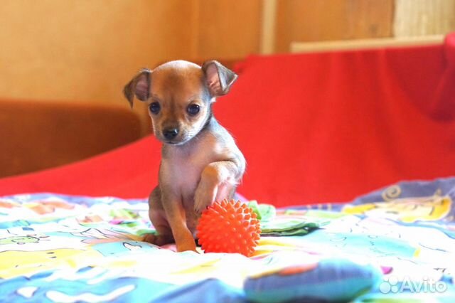 Мальчик Русского Тоя(РКФ)